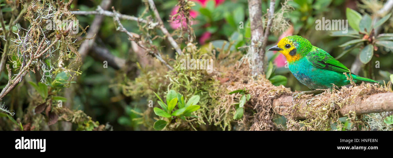 Chlorochrysa nitidissima hi-res stock photography and images - Alamy