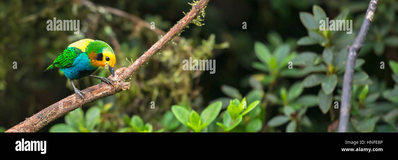 Multicolored Tanager (Chlorochrysa nitidissima) male, Cali, Valle del ...