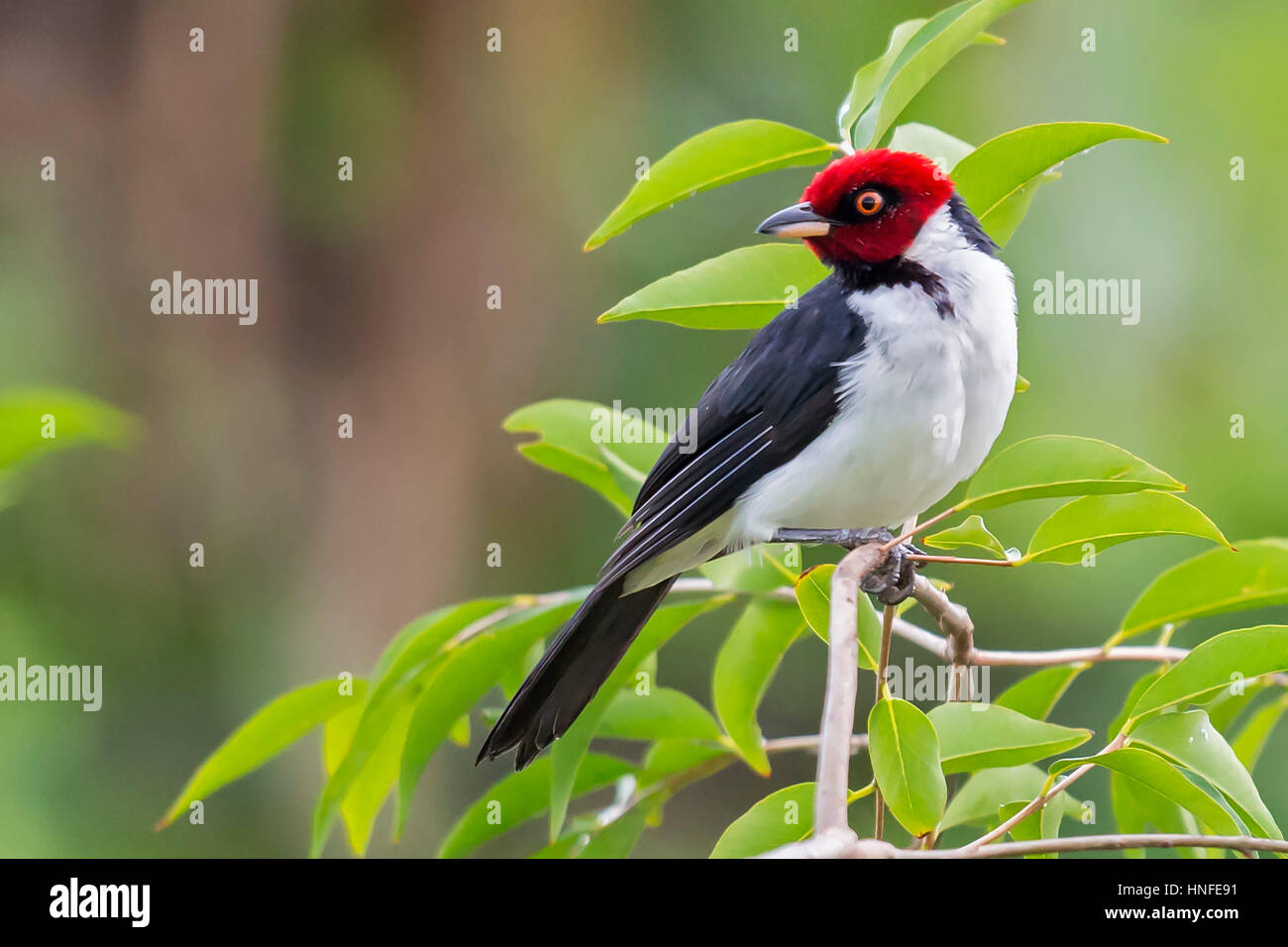 Red-capped Cardinal (Paroaria gularis), Puerto Nariño, Amazonas Stock ...