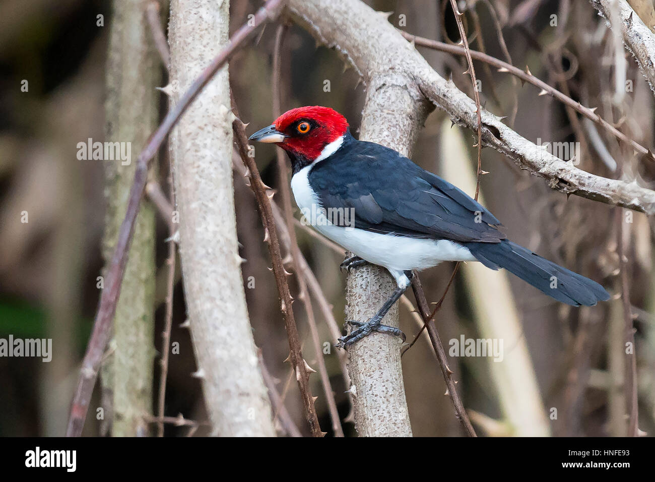 Red-capped Cardinal (Paroaria gularis), Puerto Nariño, Amazonas Stock ...