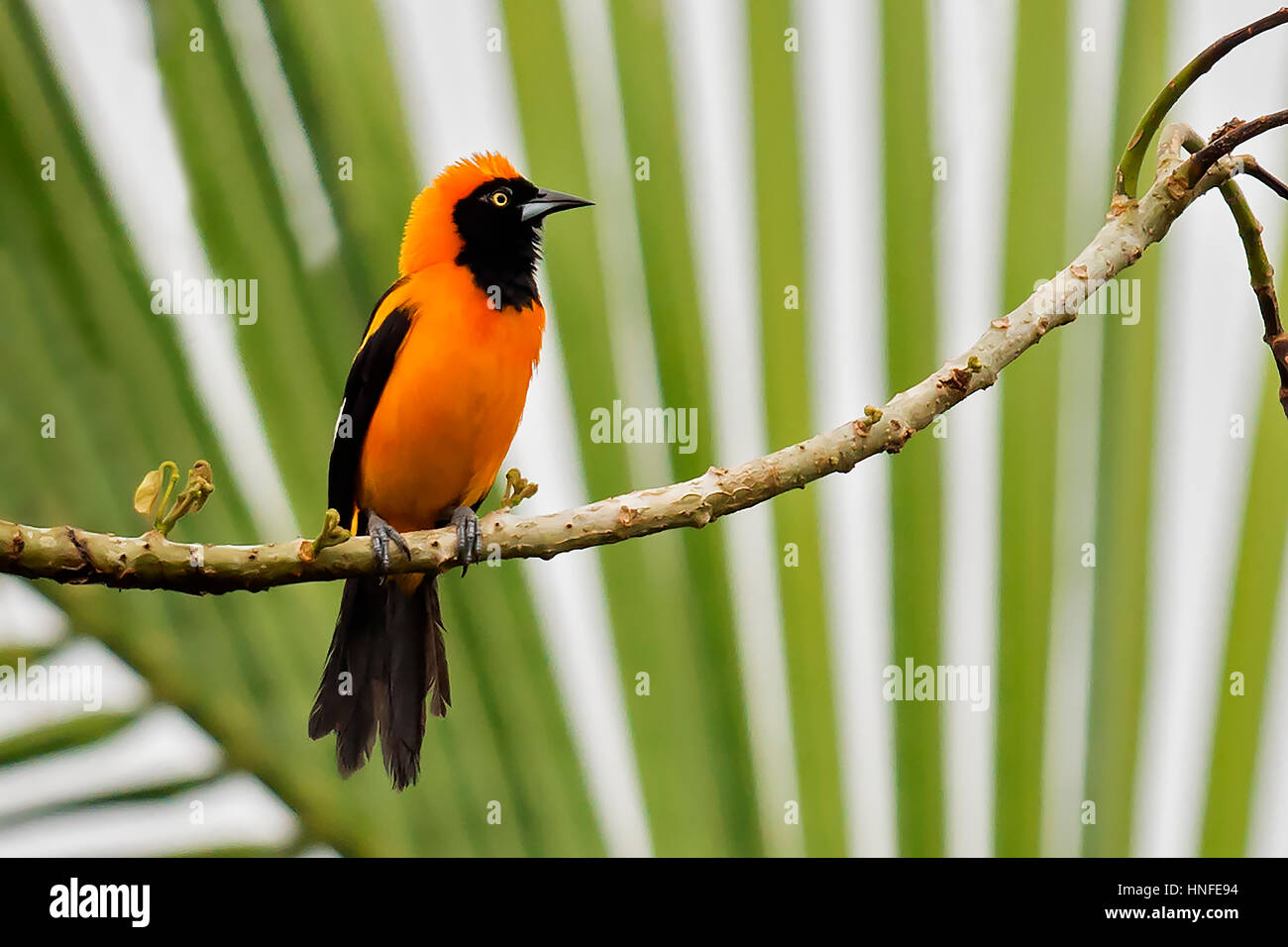Orange-backed Troupial (Icterus croconotus), Puerto Nariño, Amazonas ...