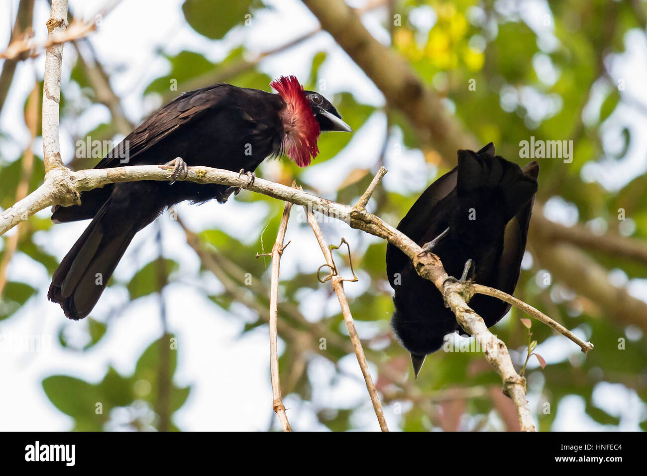 Purple-throated Fruitcrow (Querula purpurata), Puerto Nariño, Amazonas ...