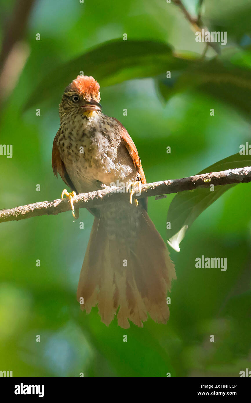 Speckled Spinetail (Cranioleuca gutturata), Puerto Nariño, Amazonas ...