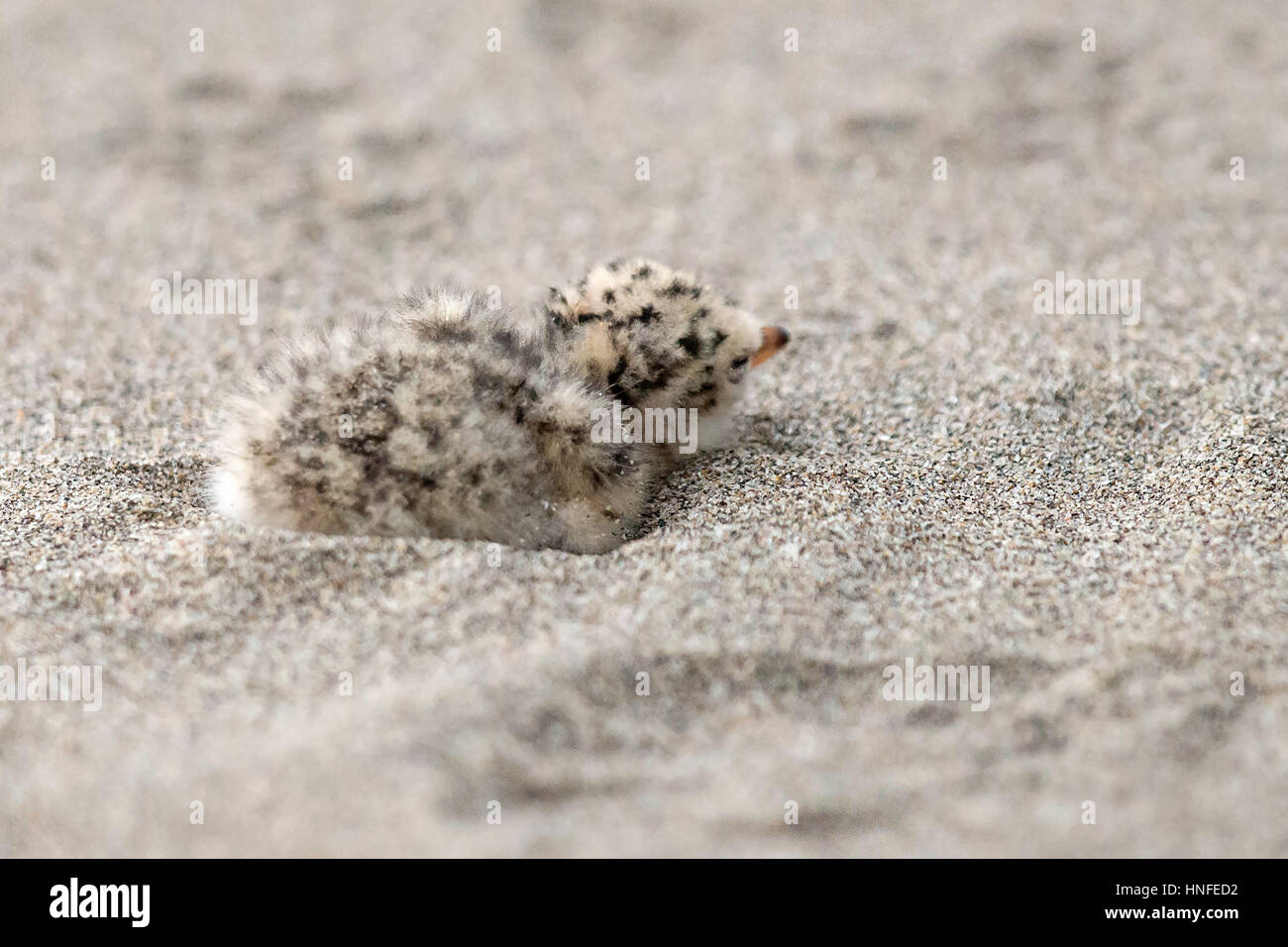 Yellow-billed Tern (Sternula superciliaris), Puerto Nariño, Amazonas ...
