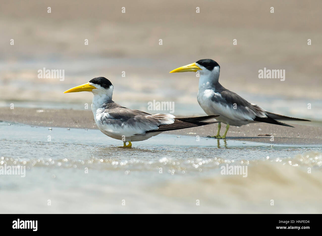Large-billed Tern (Phaetusa simplex), Puerto Nariño, Amazonas Stock ...