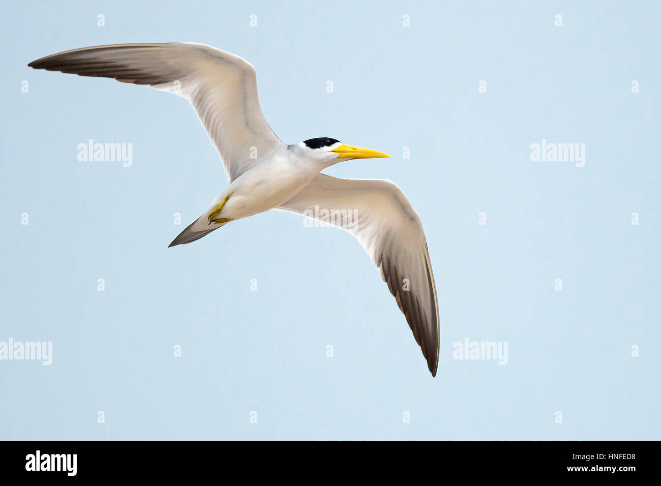 Large-billed Tern (Phaetusa simplex), Puerto Nariño, Amazonas Stock ...