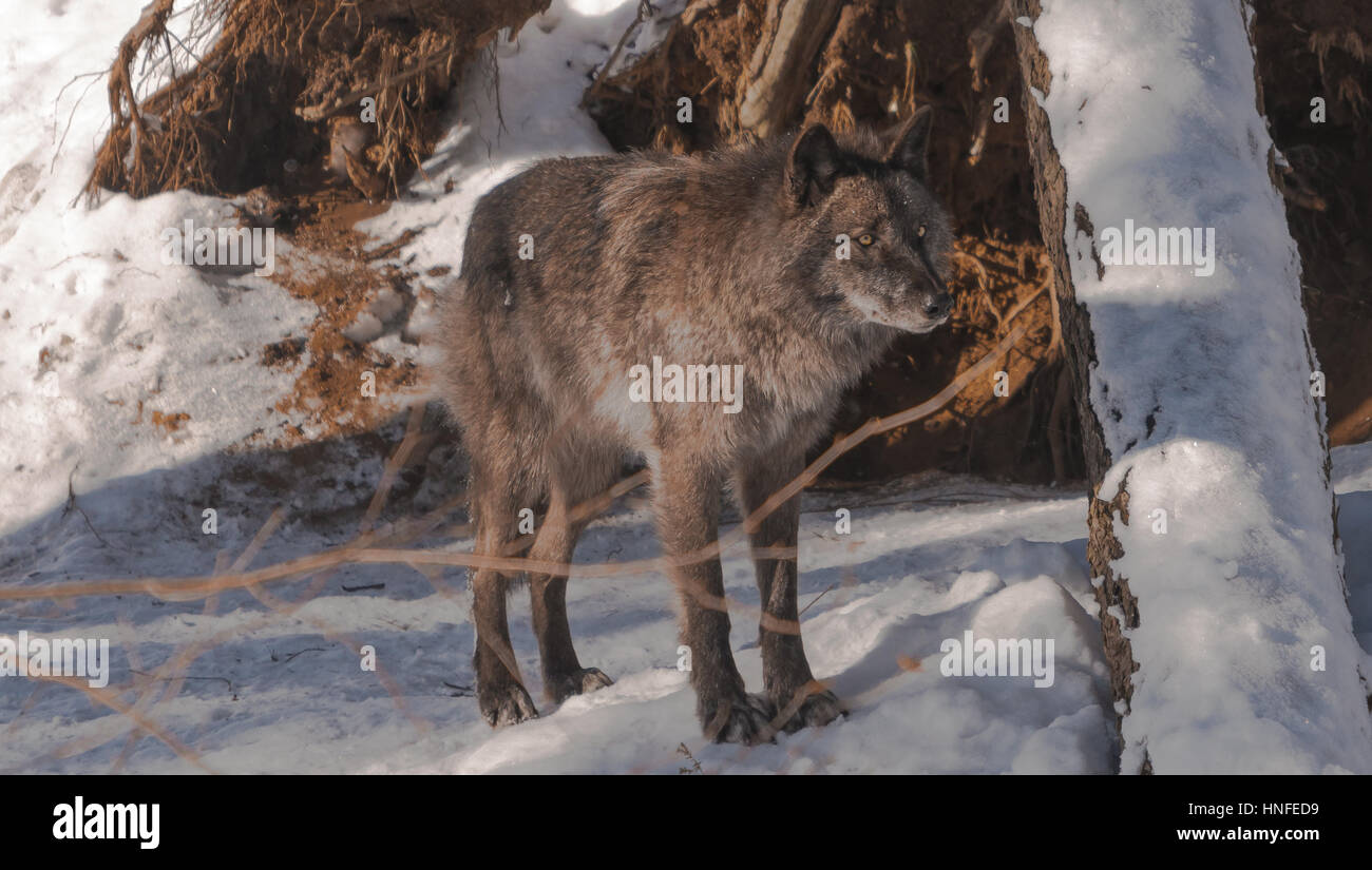 Black fox in the snow Stock Photo - Alamy