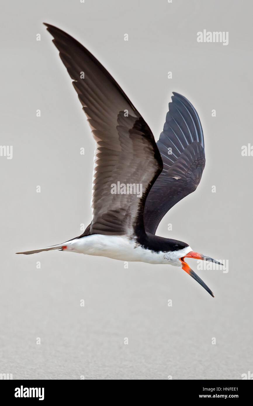 Black Skimmer (Rynchops niger), Puerto Nariño, Amazonas Stock Photo - Alamy