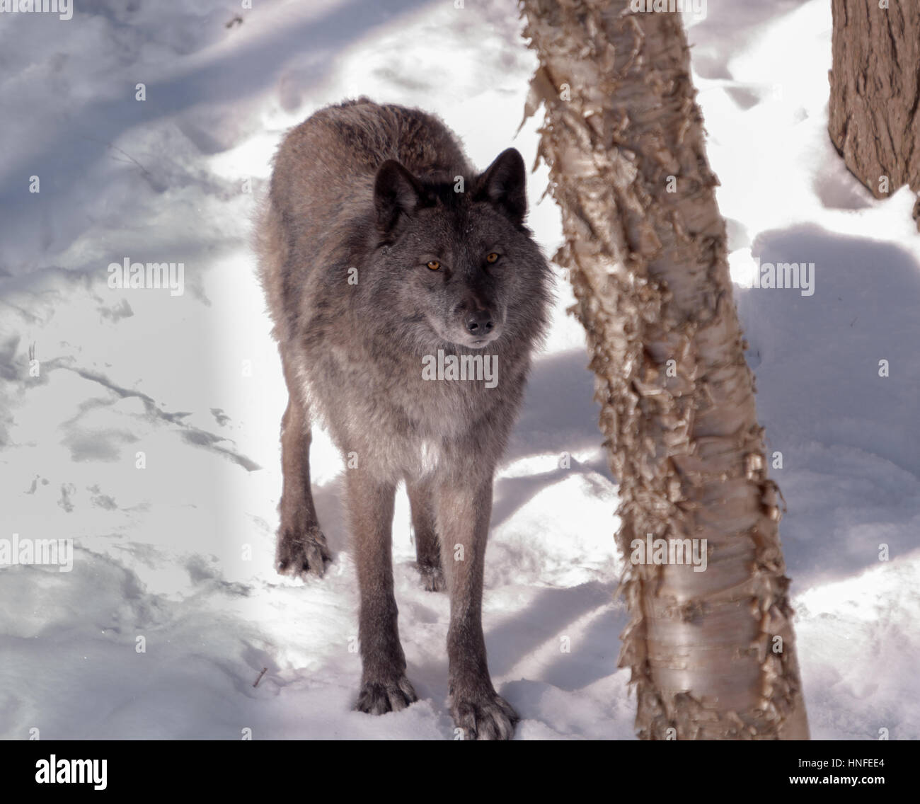 Black fox hi-res stock photography and images - Alamy