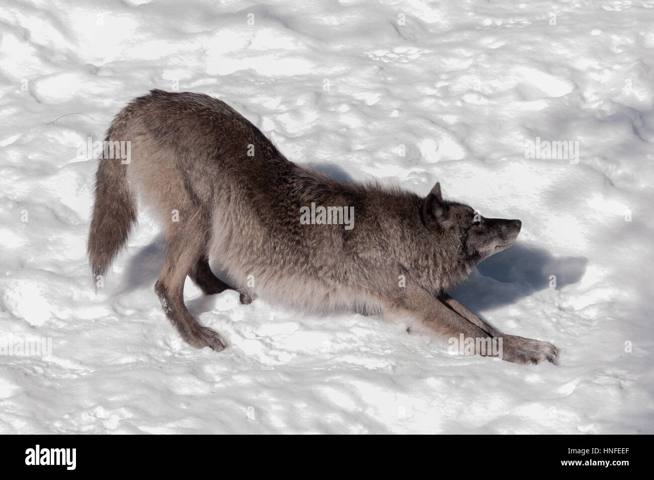 Black fox hi-res stock photography and images - Alamy