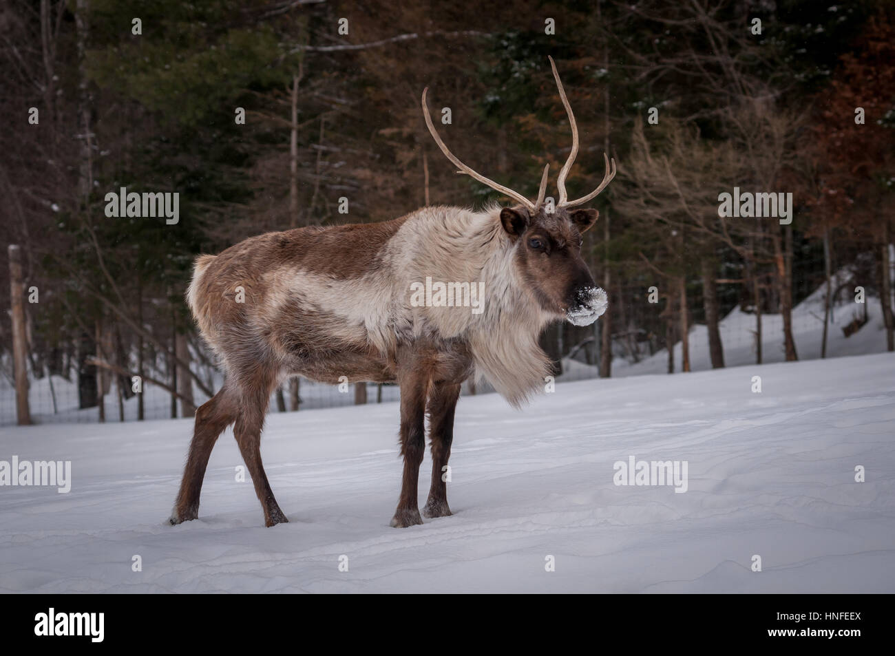 Caribou body close-up in winter Stock Photo - Alamy