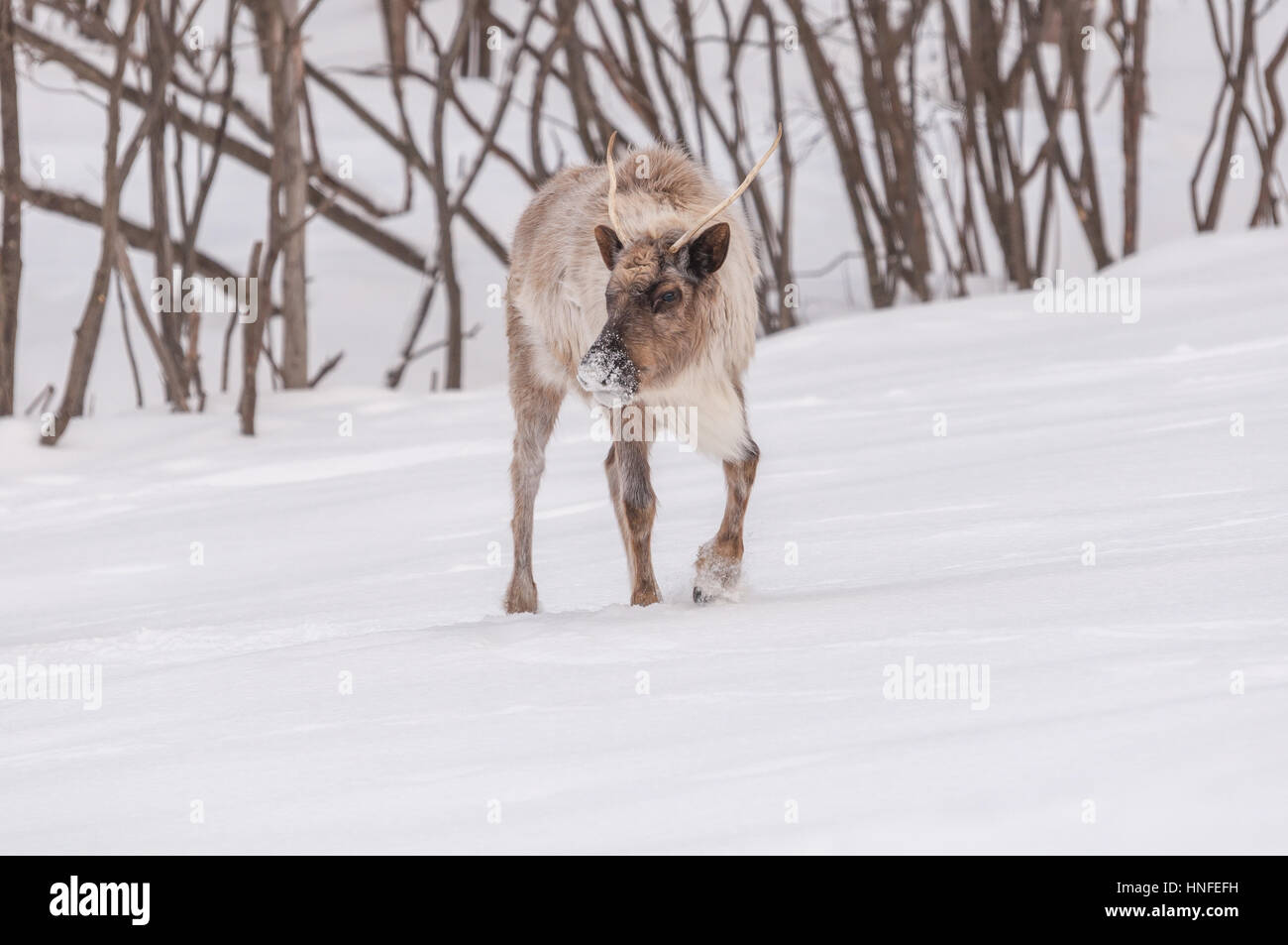 Arctic caribou landscape hi-res stock photography and images - Alamy
