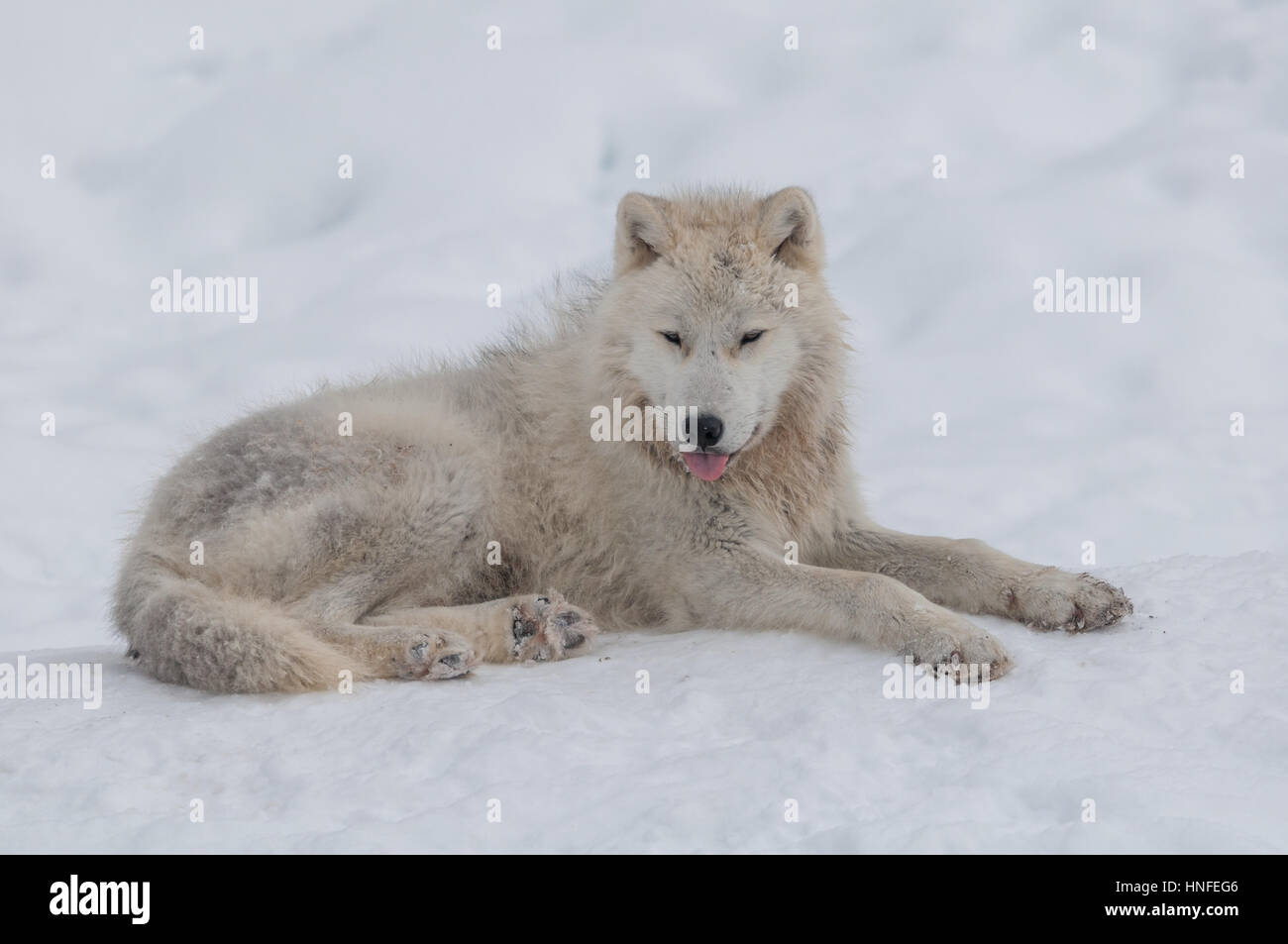 Arctic wolf in the snow Stock Photo - Alamy