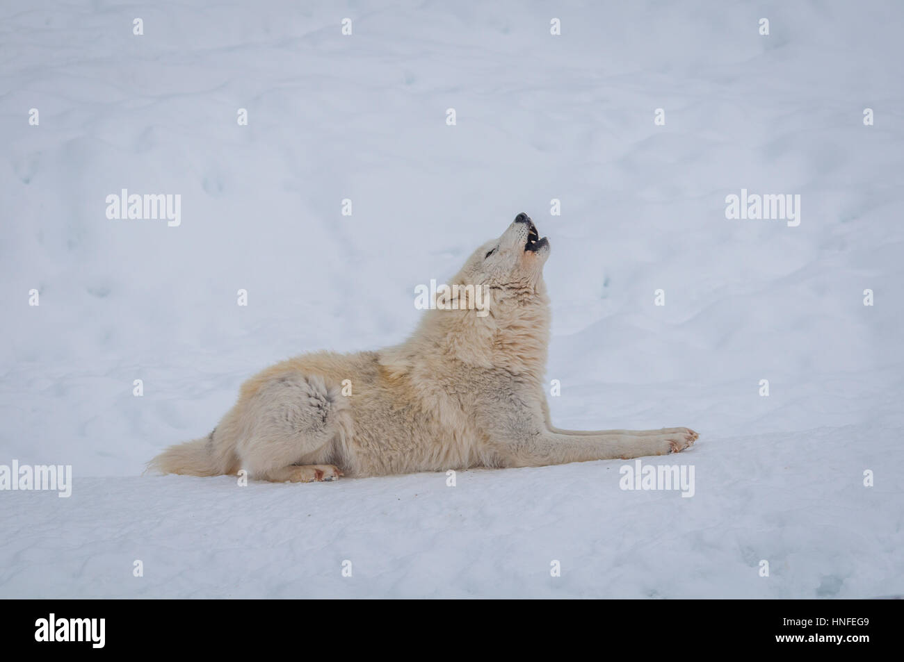 Arctic wolf in the snow Stock Photo - Alamy