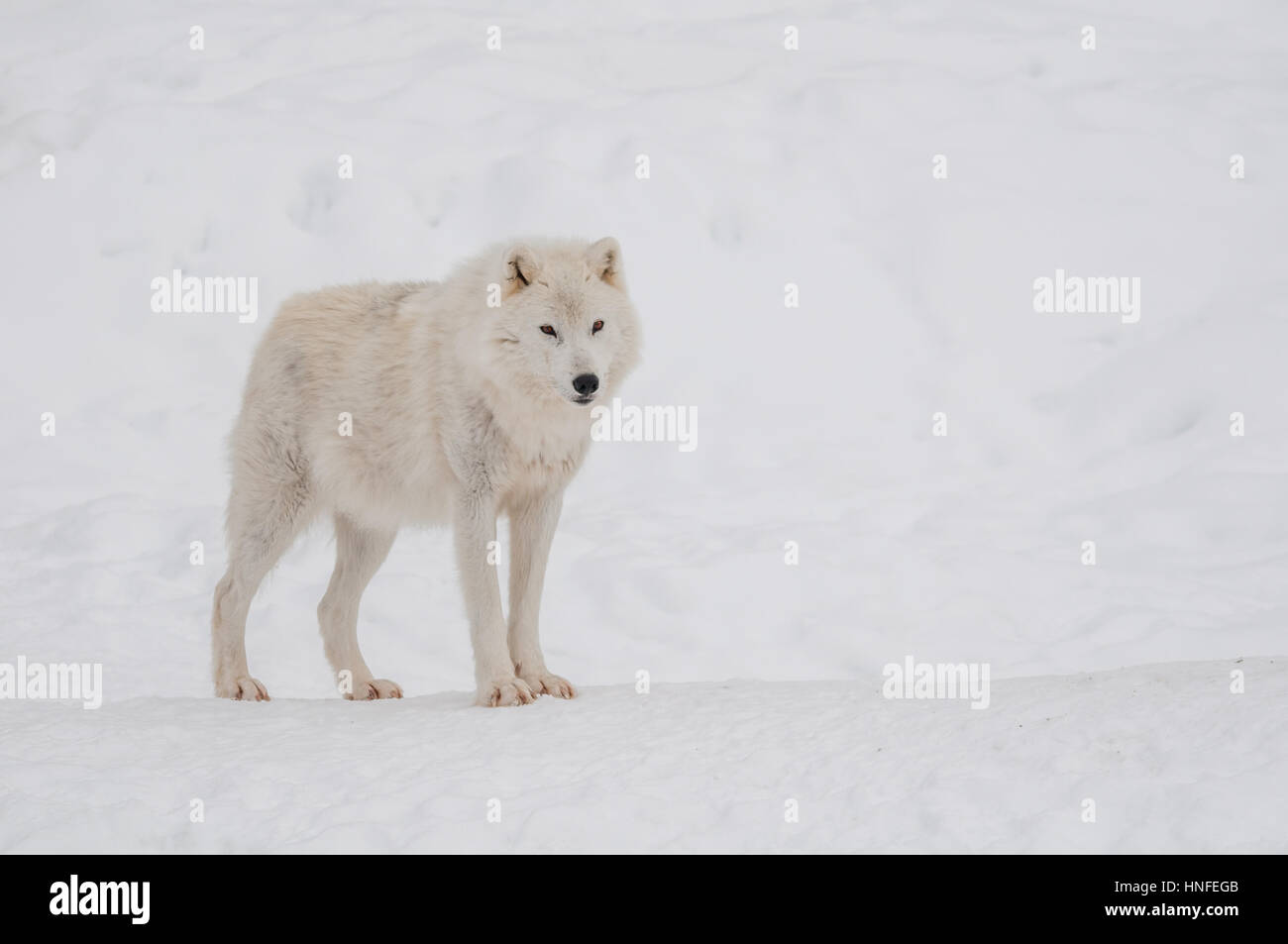 Arctic wolf in the snow Stock Photo - Alamy