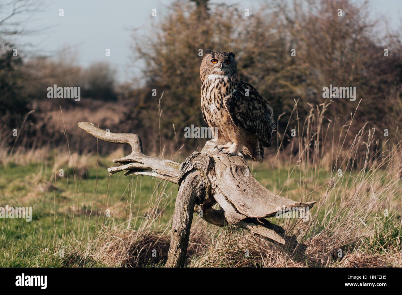 Eurasian eagle owl bird hi-res stock photography and images - Alamy