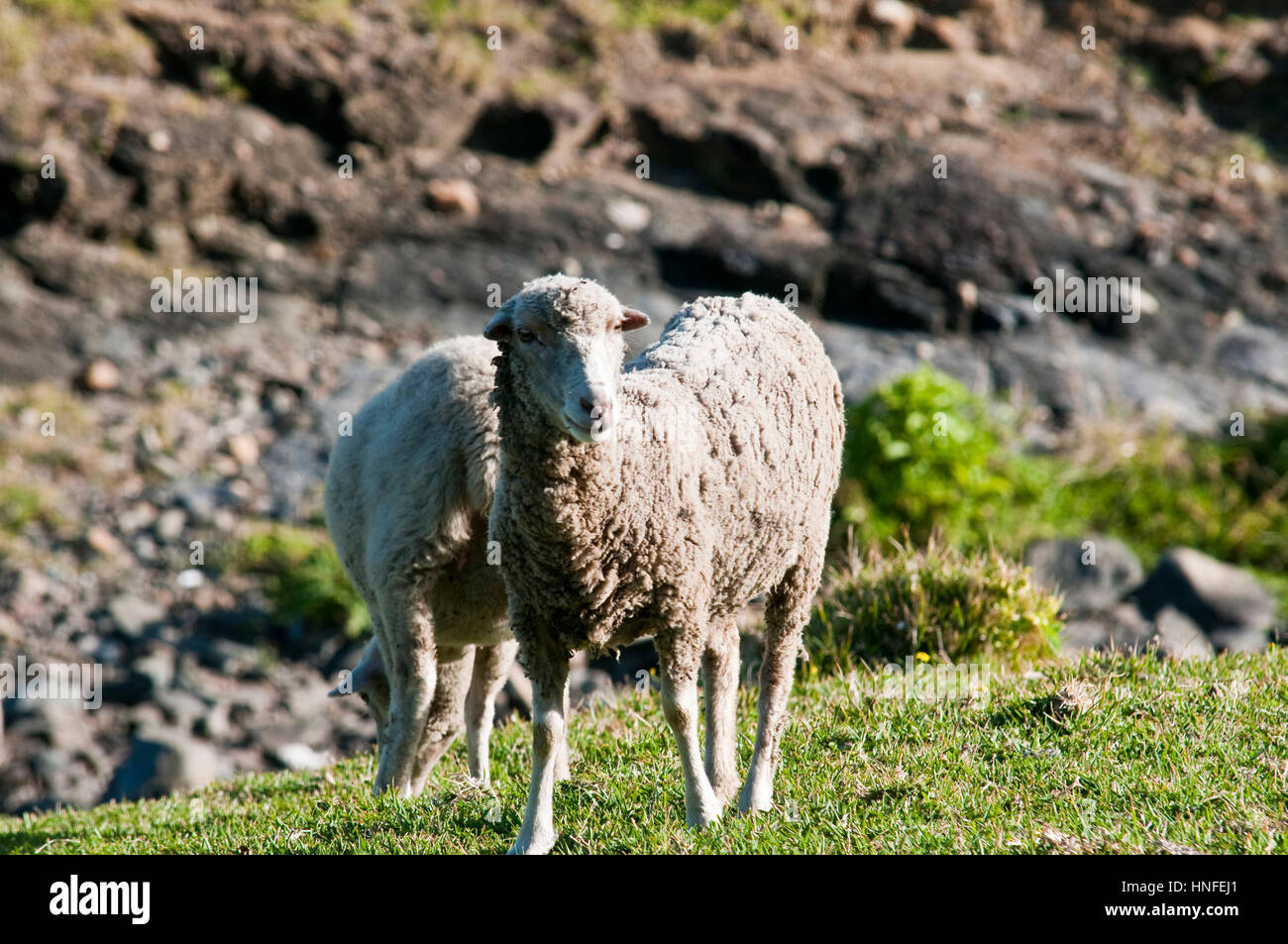 Sheep grazing the grass-rolling hills of the Transkei around Coffee Bay ...