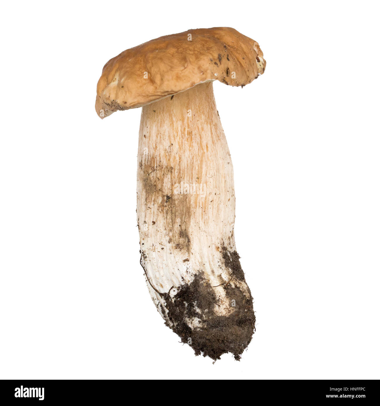 Porcini mushrooms. Cep isolated. The natural color and texture Stock ...