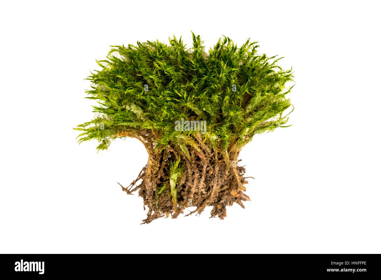 Green moss on a white background. Moss with roots isolated Stock Photo ...