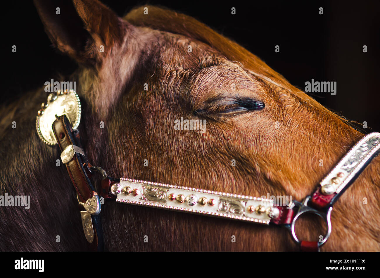 Closeup of brown horse face with bridle Stock Photo - Alamy
