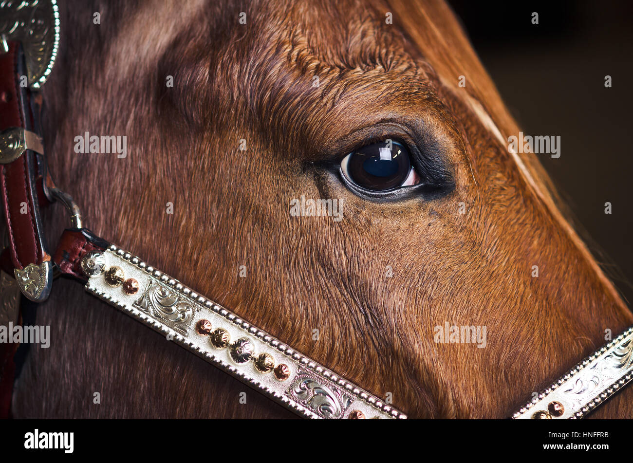 Horse face close up hi-res stock photography and images - Alamy