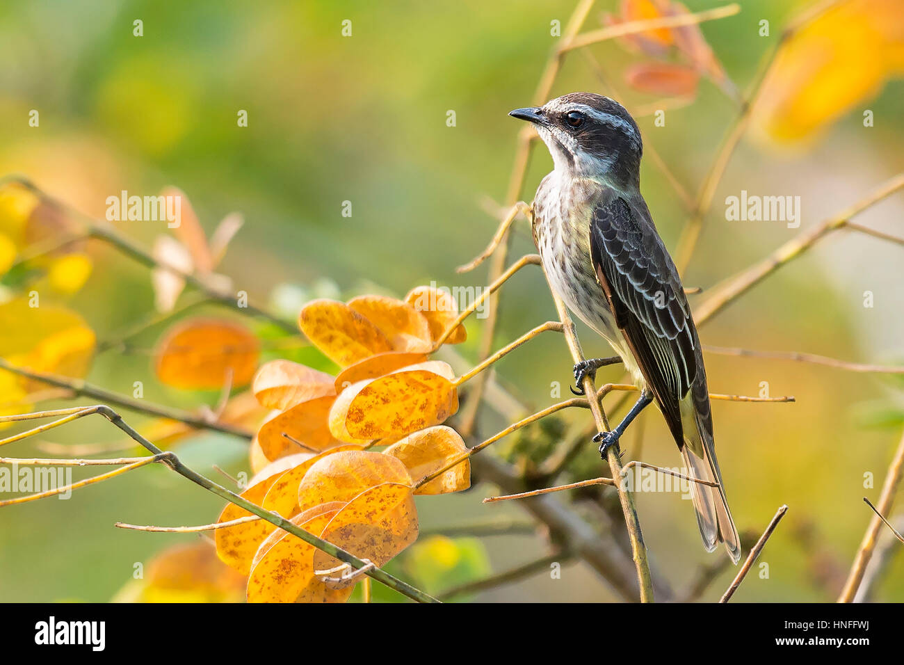 Piratic Flycatcher (Legatus leucophaius), Reserva natural Palmari ...