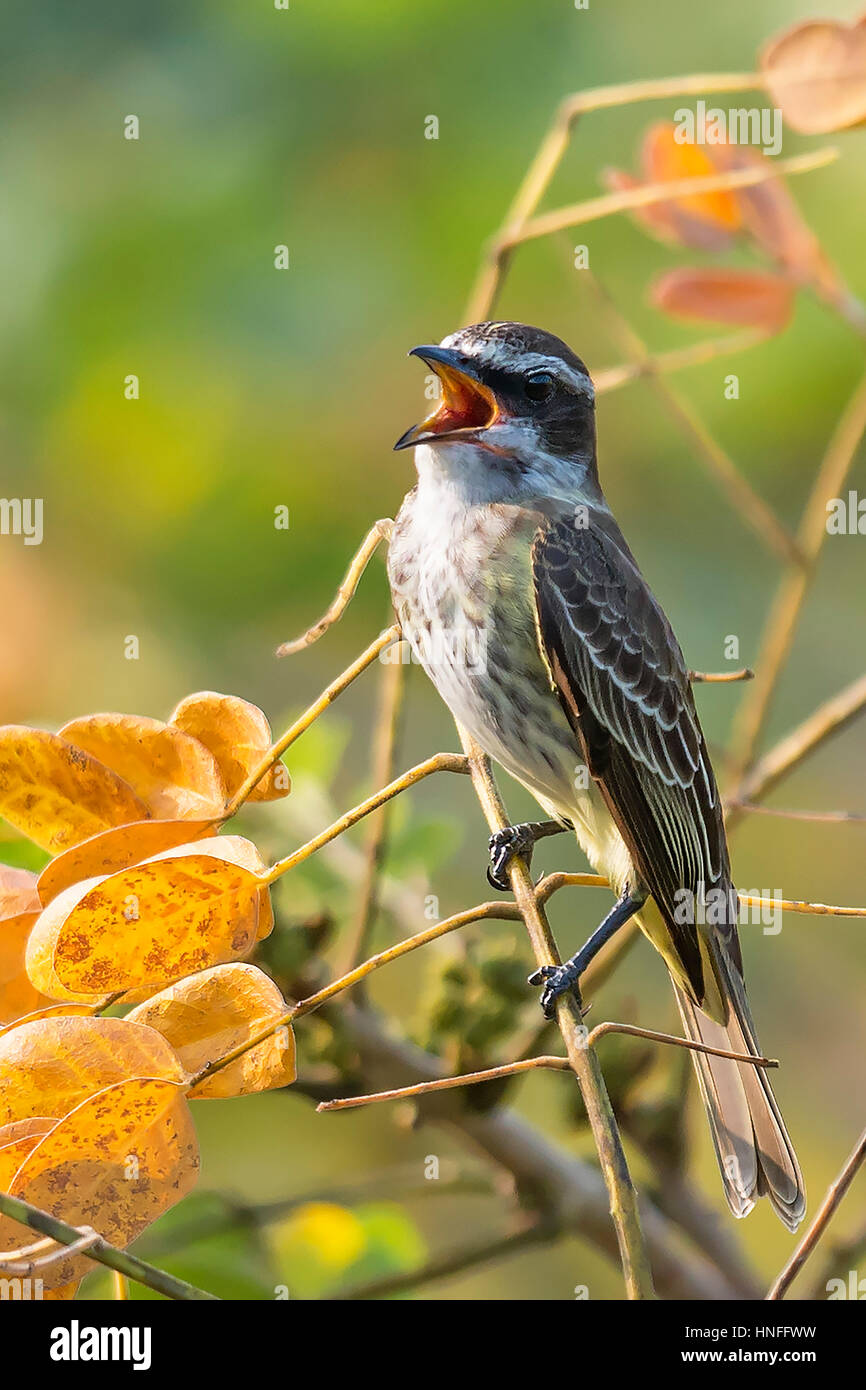 Piratic Flycatcher (Legatus leucophaius), Reserva natural Palmari ...