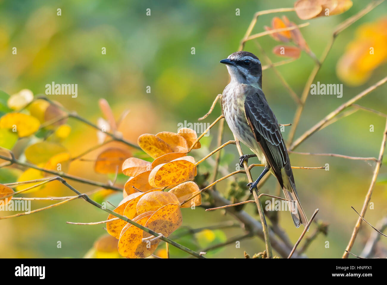 Piratic Flycatcher (Legatus leucophaius), Reserva natural Palmari ...