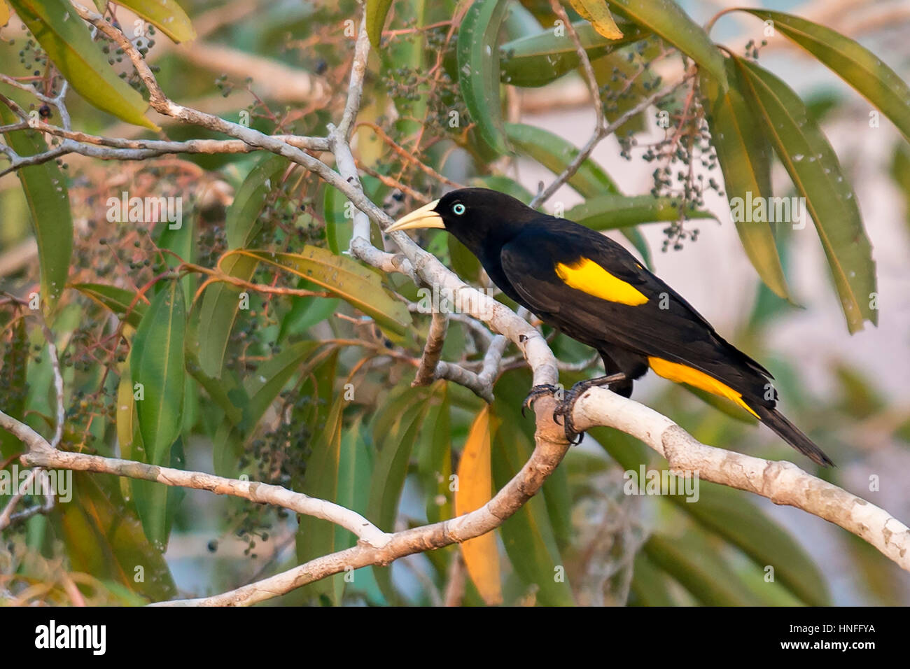 Yellow-rumped Cacique (Cacicus cela), Reserva natural palmari, Brazil ...