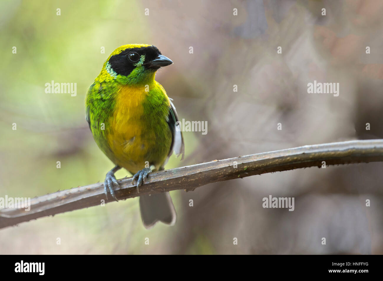 Green-and-gold Tanager (Tangara schrankii), Reserva natural palmari ...