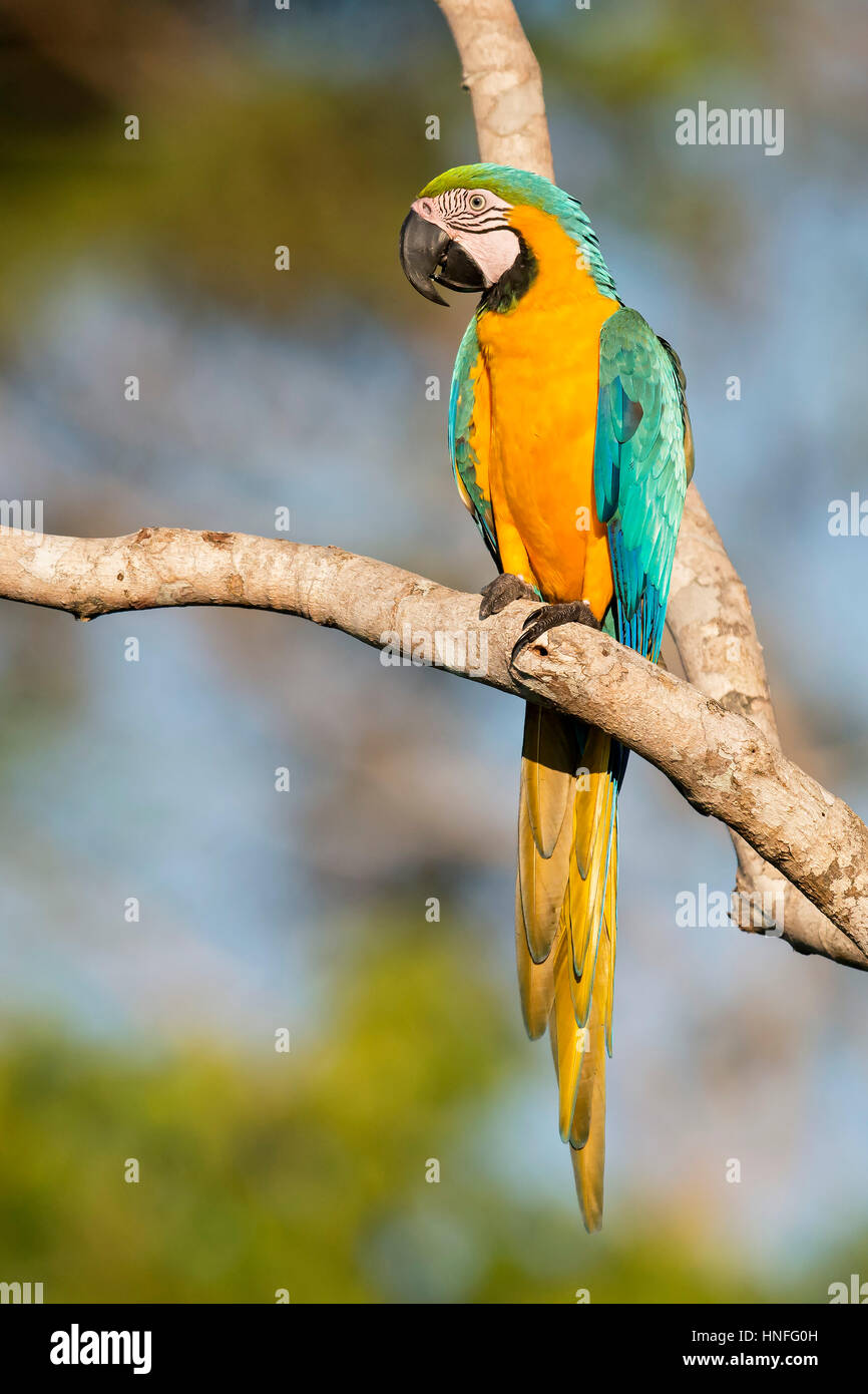 Guacamayo ara ararauna hi-res stock photography and images - Alamy