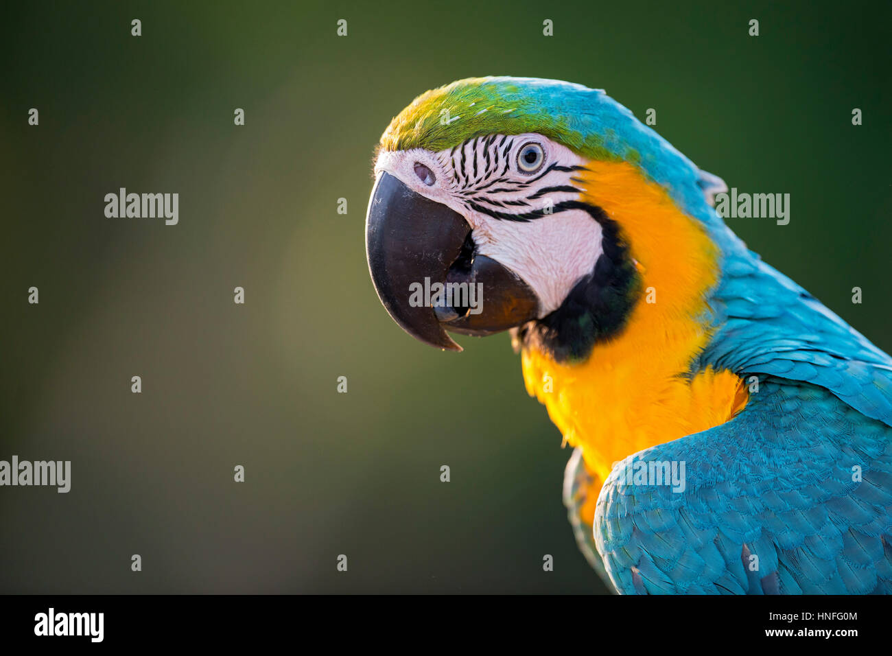 Guacamayo ara ararauna hi-res stock photography and images - Alamy