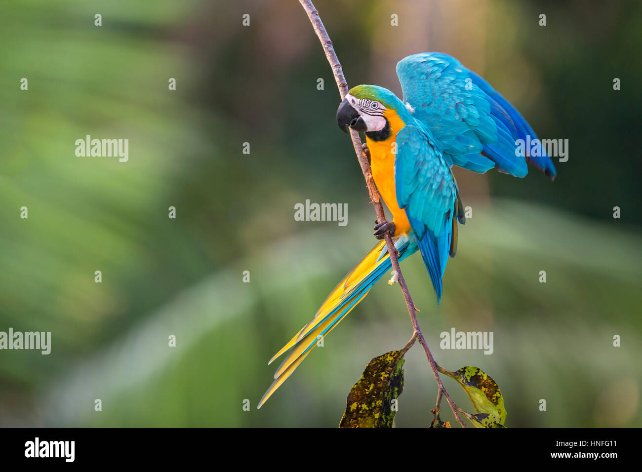 Guacamayo ara ararauna hi-res stock photography and images - Alamy