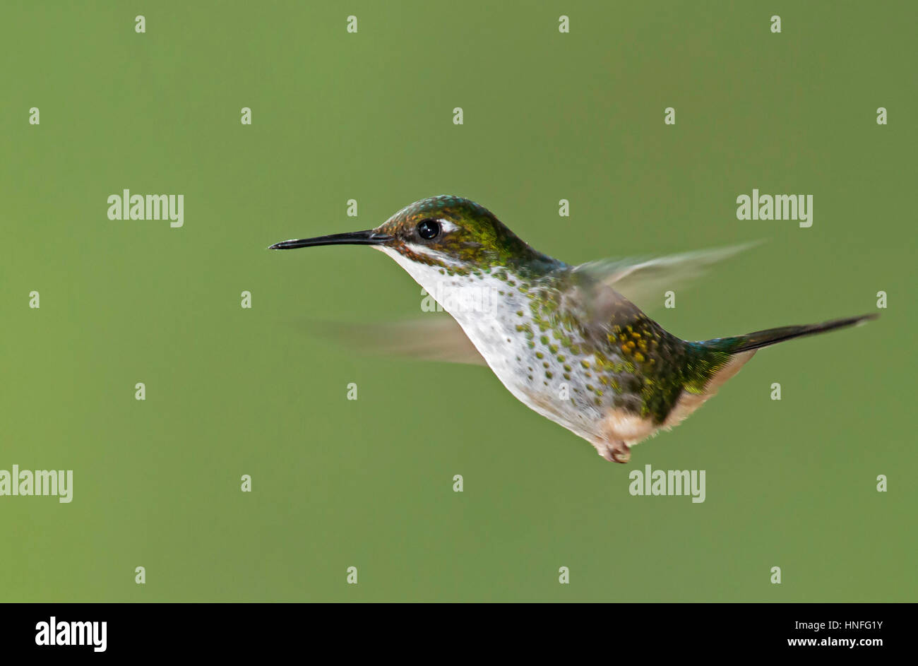 Booted Racket-tail (Ocreatus underwoodii) female, Valle del Cauca Stock ...