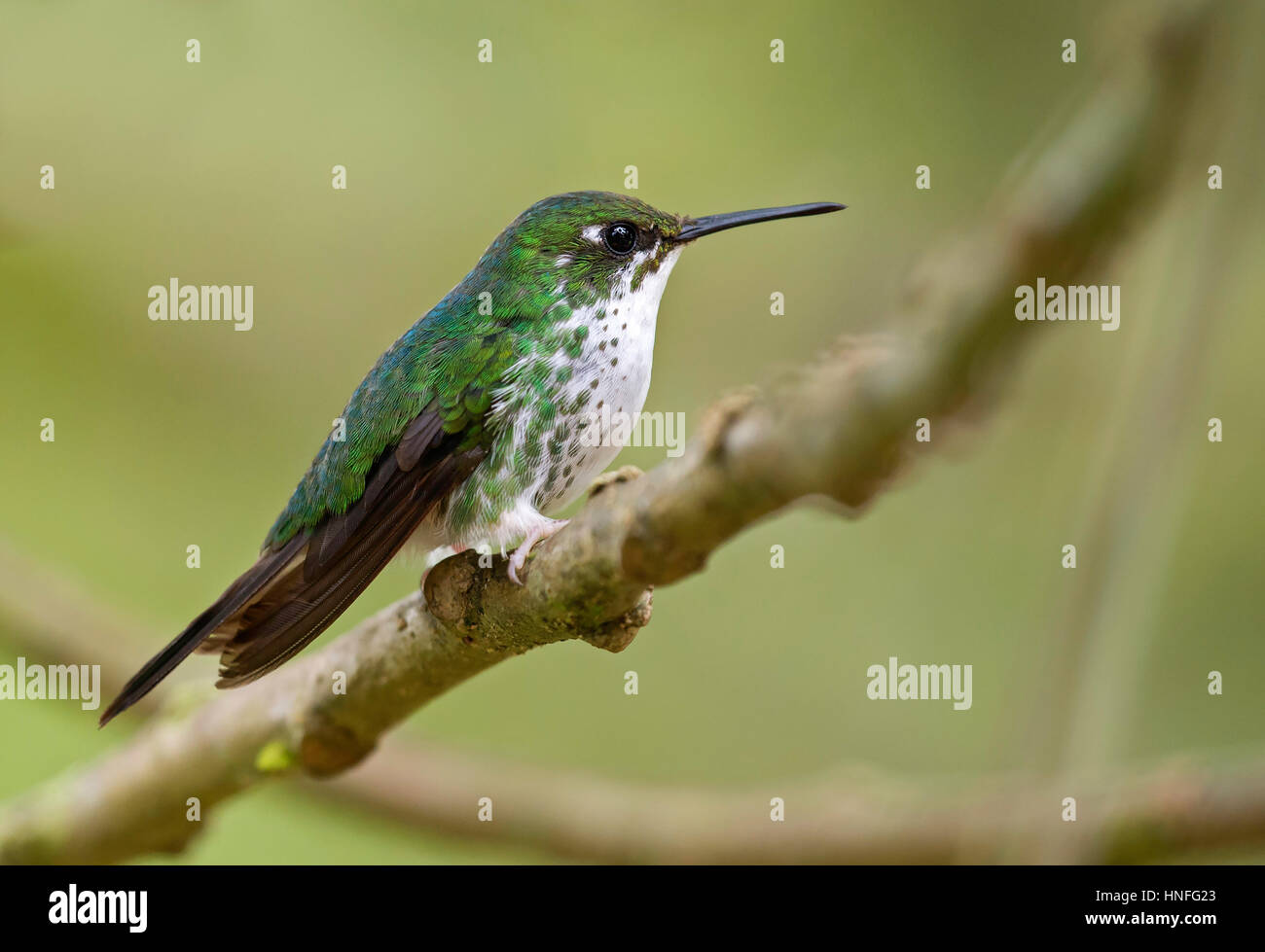 Booted Racket-tail (Ocreatus underwoodii) female, Valle del Cauca Stock ...
