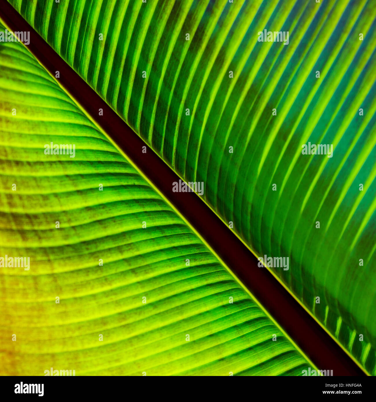 Dividing pattern hi-res stock photography and images - Alamy