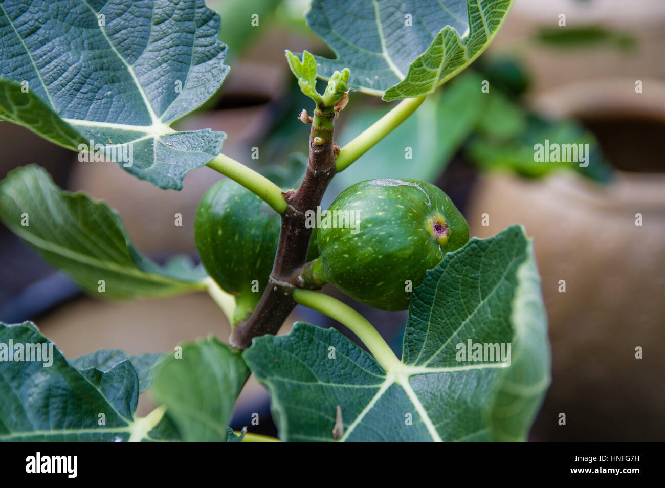 Fig bush High Resolution Stock Photography and Images - Alamy