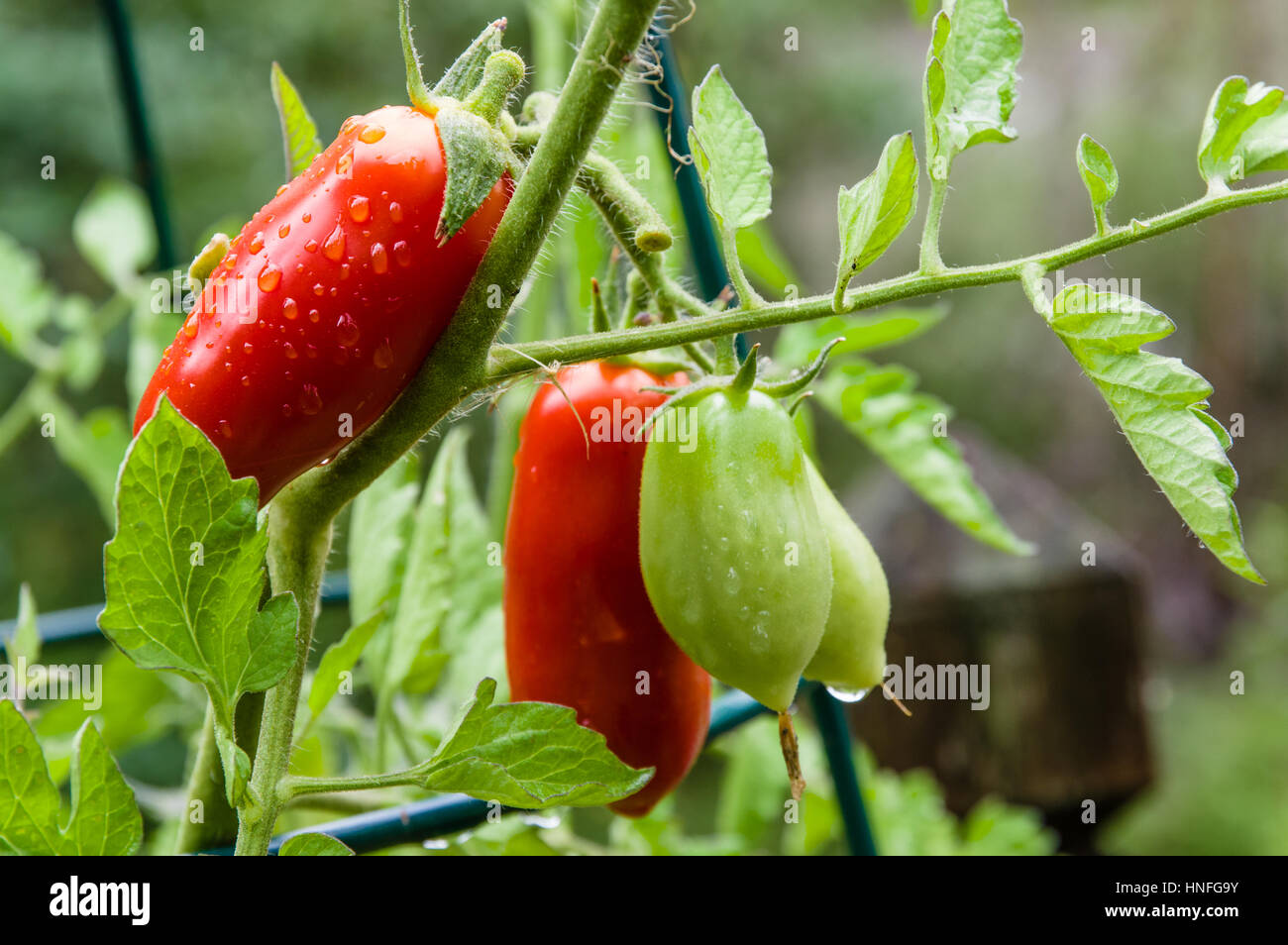 Fresh growing paste tomatoes in the garden with wire rings Stock Photo ...