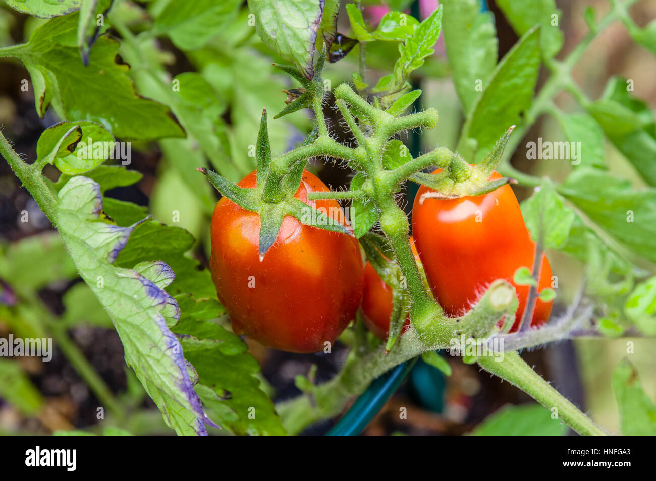 Fresh growing paste tomatoes in the garden with wire rings Stock Photo ...