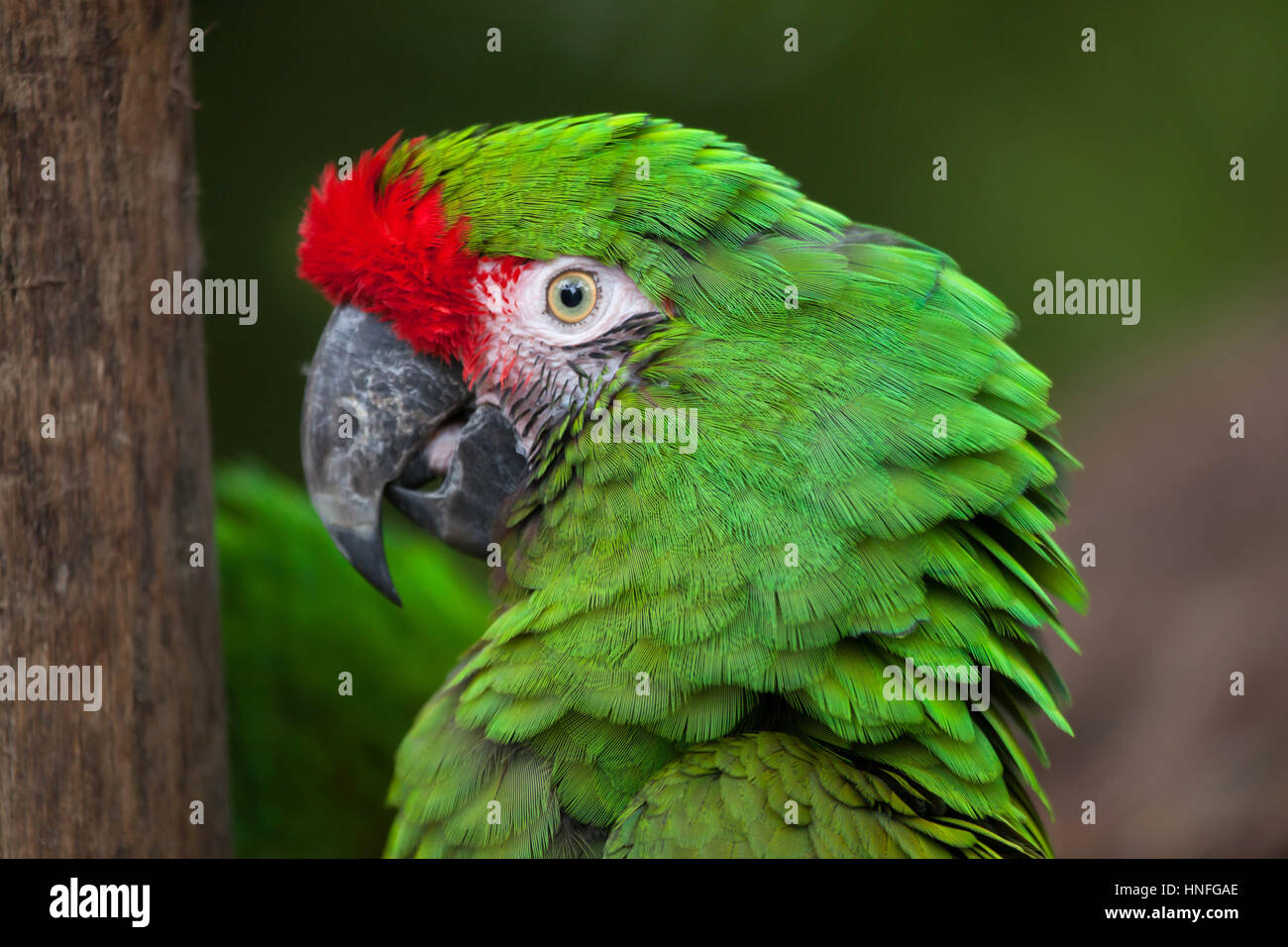 Ara militaris tropical bird birds hi-res stock photography and images ...