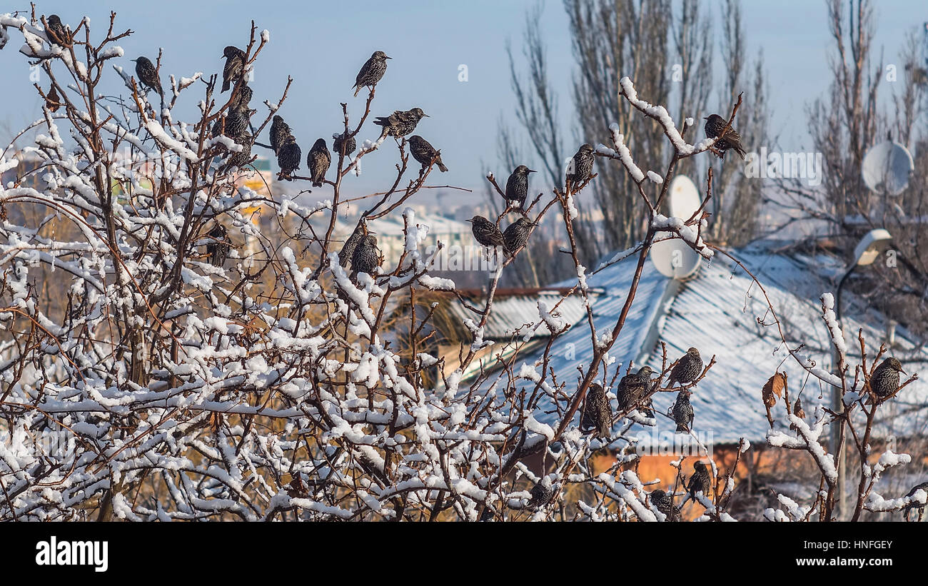 The beautiful birds sitting on the tree branch covered by snow in ...