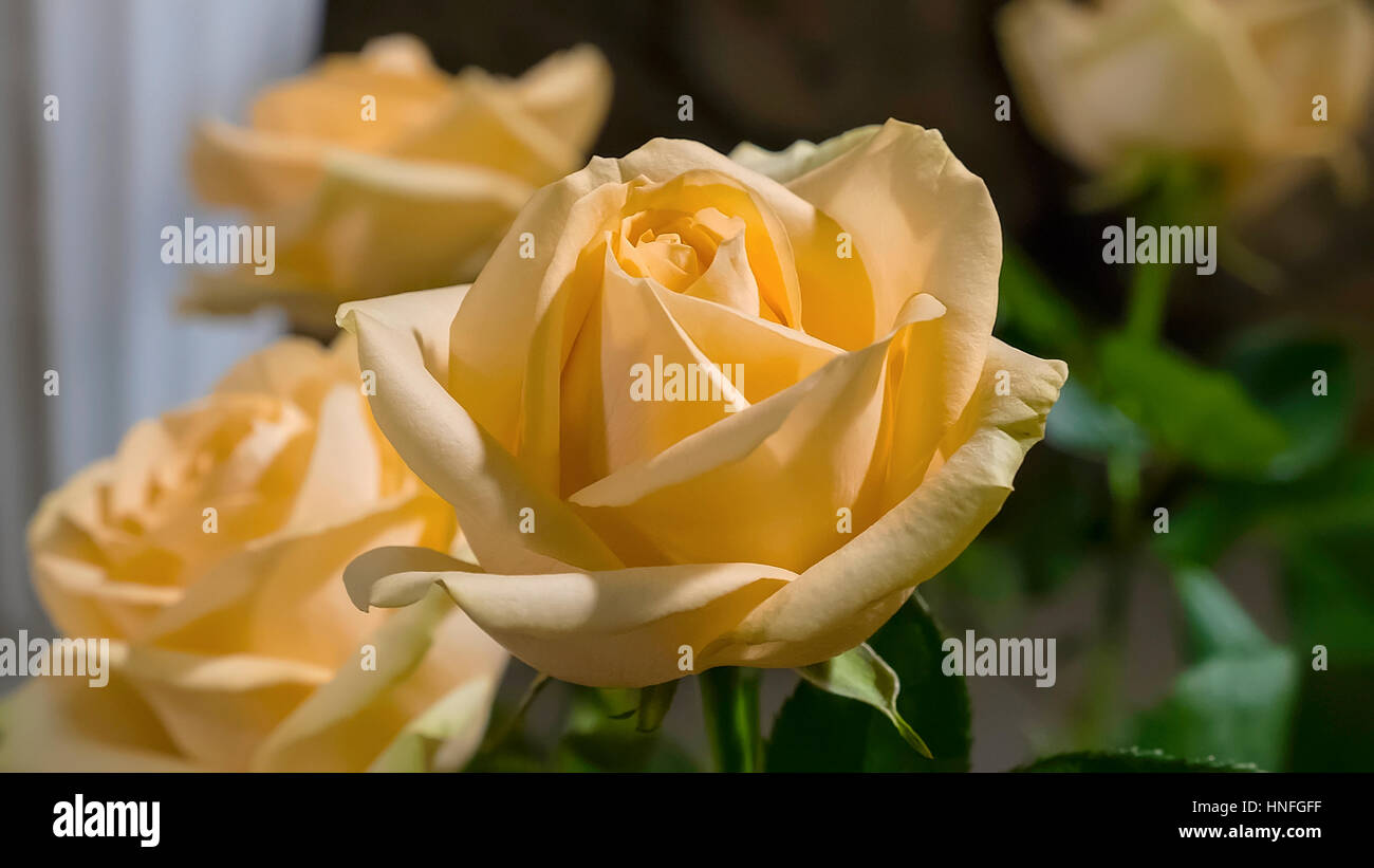 Beige rose hi-res stock photography and images - Alamy