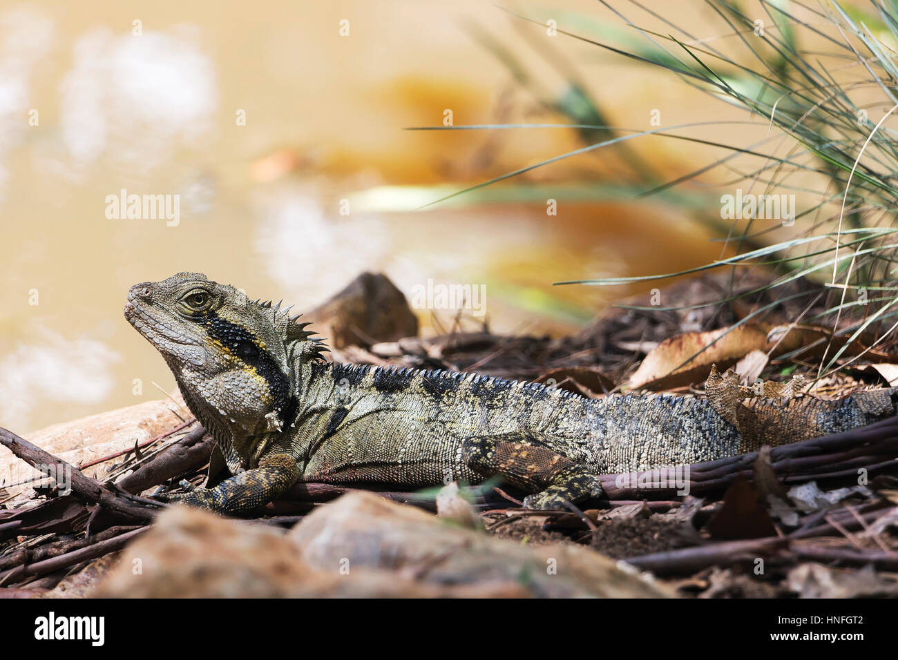 Australian eastern water dragon lizard hi-res stock photography and ...