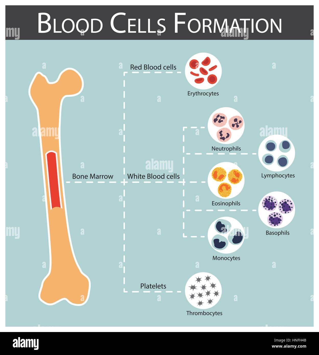 Monocytes with red blood cells Stock Vector Images - Alamy