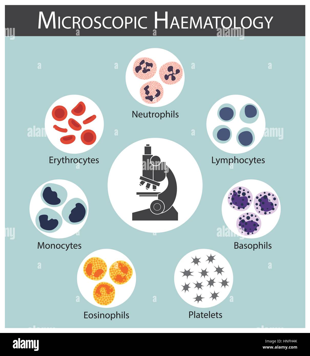 Microscopic haematology ( Red blood cells : erythrocytes )( White blood ...