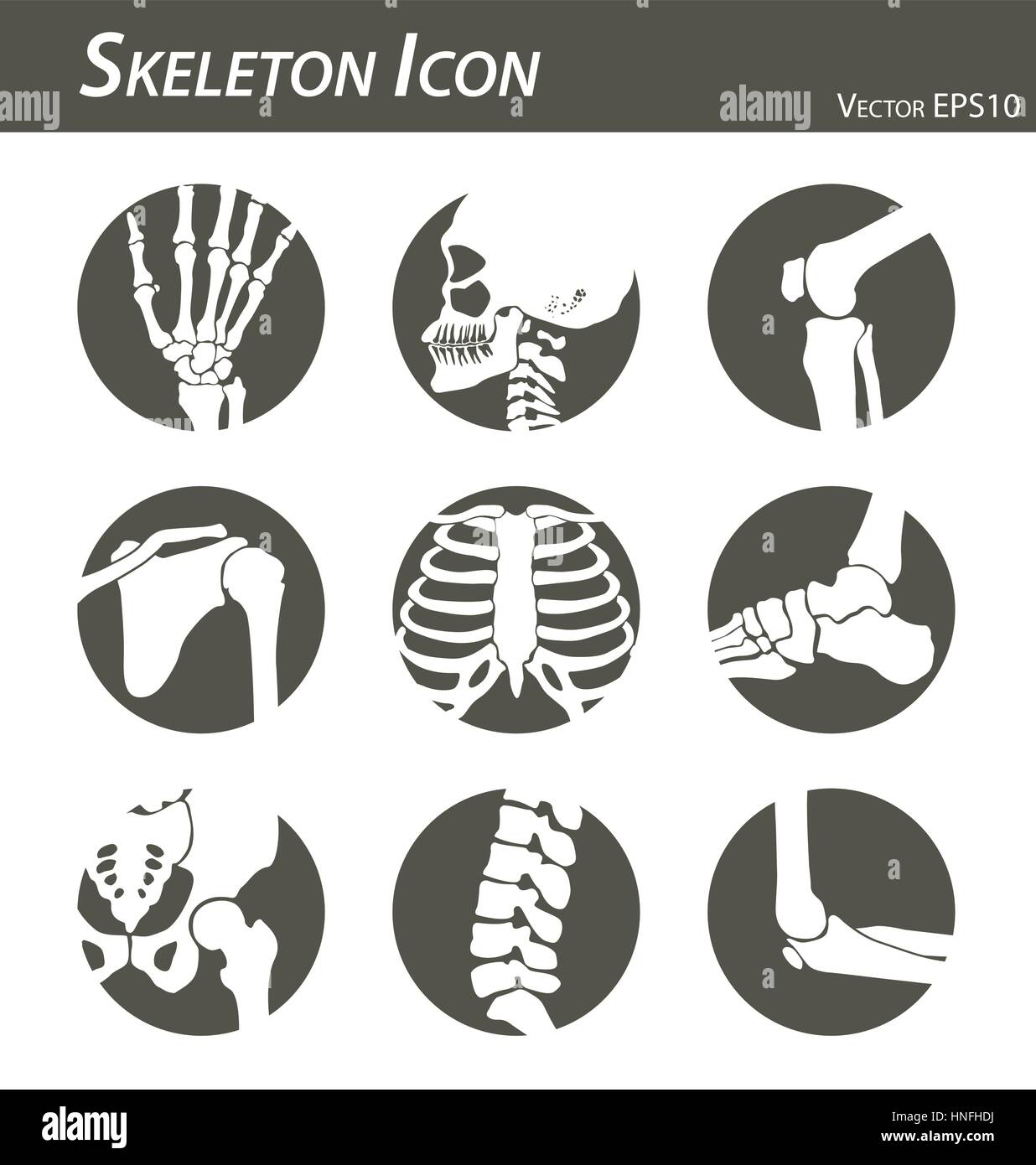 Skeleton icon (hand, finger , wrist , head , neck , thigh , knee , leg ...