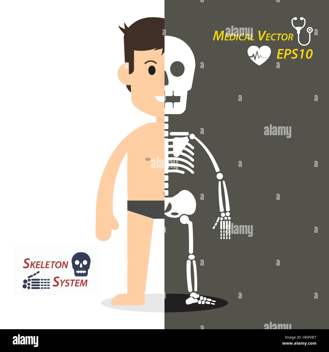 Human skeleton anatomy foot Stock Vector Images - Alamy