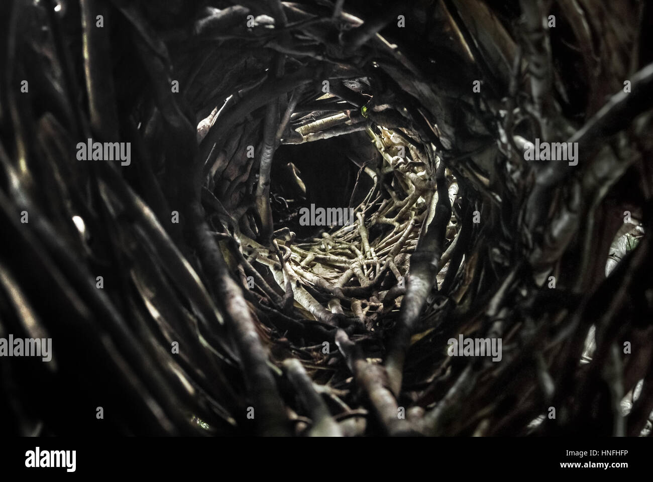 Vertical hollow that was formed by aerial roots of a strangler fig that ...