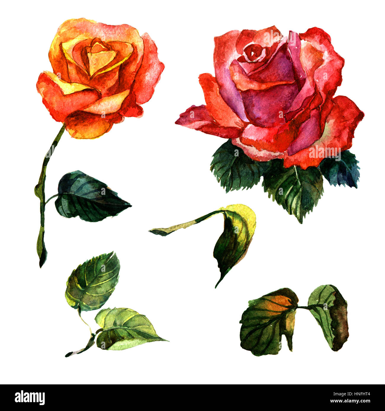 Wildflower rose flower in a watercolor style isolated Stock Photo - Alamy