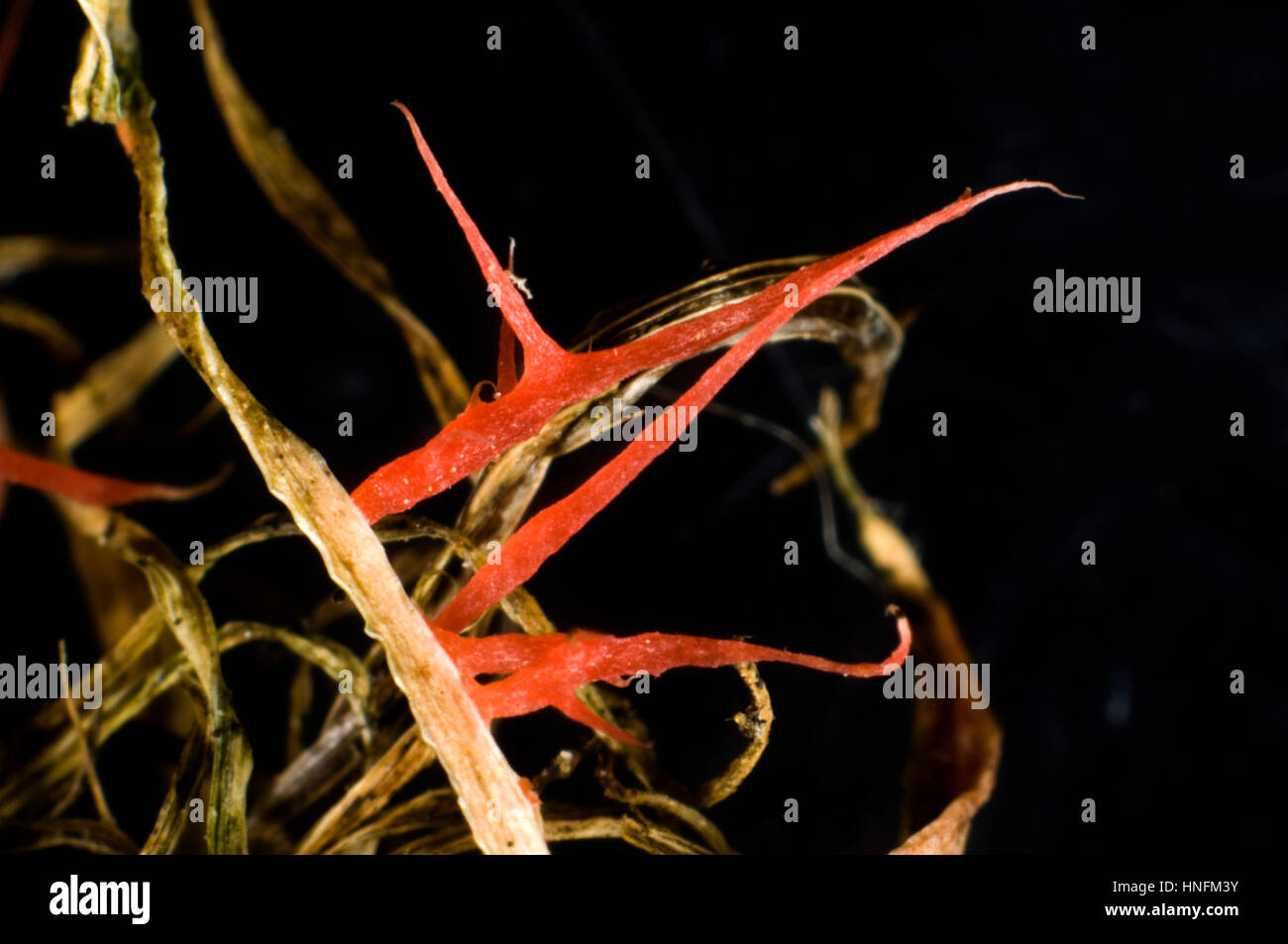 Red thread, Laetisaria fuciformis, red thread-like stromata from the ...